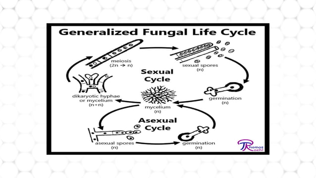 Fungal Genetics : Unlocking the Secrets of Fungal Genetics: From Model ...
