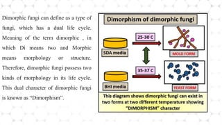 Fungal Genetics : Unlocking the Secrets of Fungal Genetics: From Model ...
