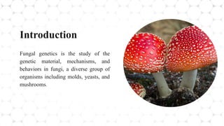 Fungal Genetics : Unlocking the Secrets of Fungal Genetics: From Model ...