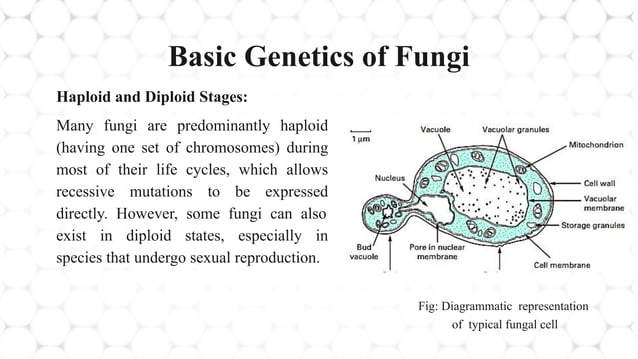 Fungal Genetics : Unlocking the Secrets of Fungal Genetics: From Model ...