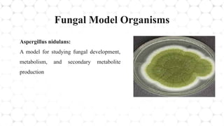 Fungal Genetics : Unlocking the Secrets of Fungal Genetics: From Model ...