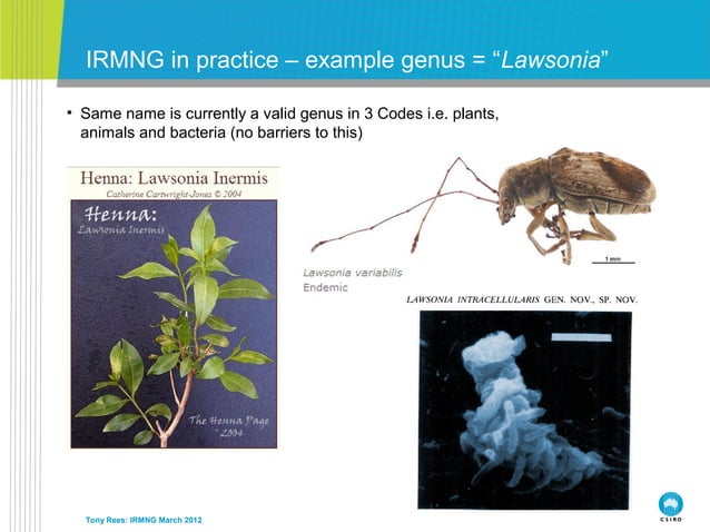 IRMNG presentation March 2012 | PPT