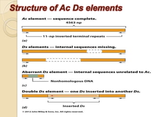 Reeta yadav. roll no. 02. transposable element in eukaryotes. | PPTX