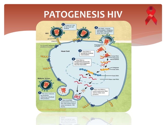diagnosis dan tatalaksana pada bayi dari ibu HIV | PPTX