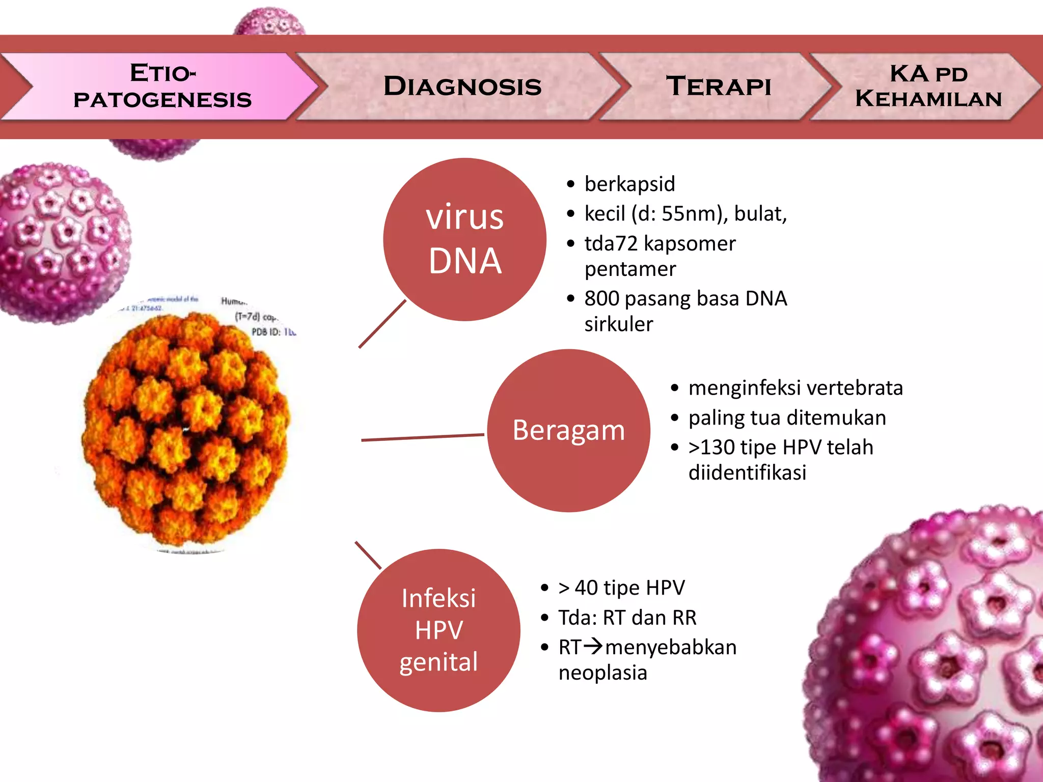 PRESENTATION kondiloma akuminata | PDF