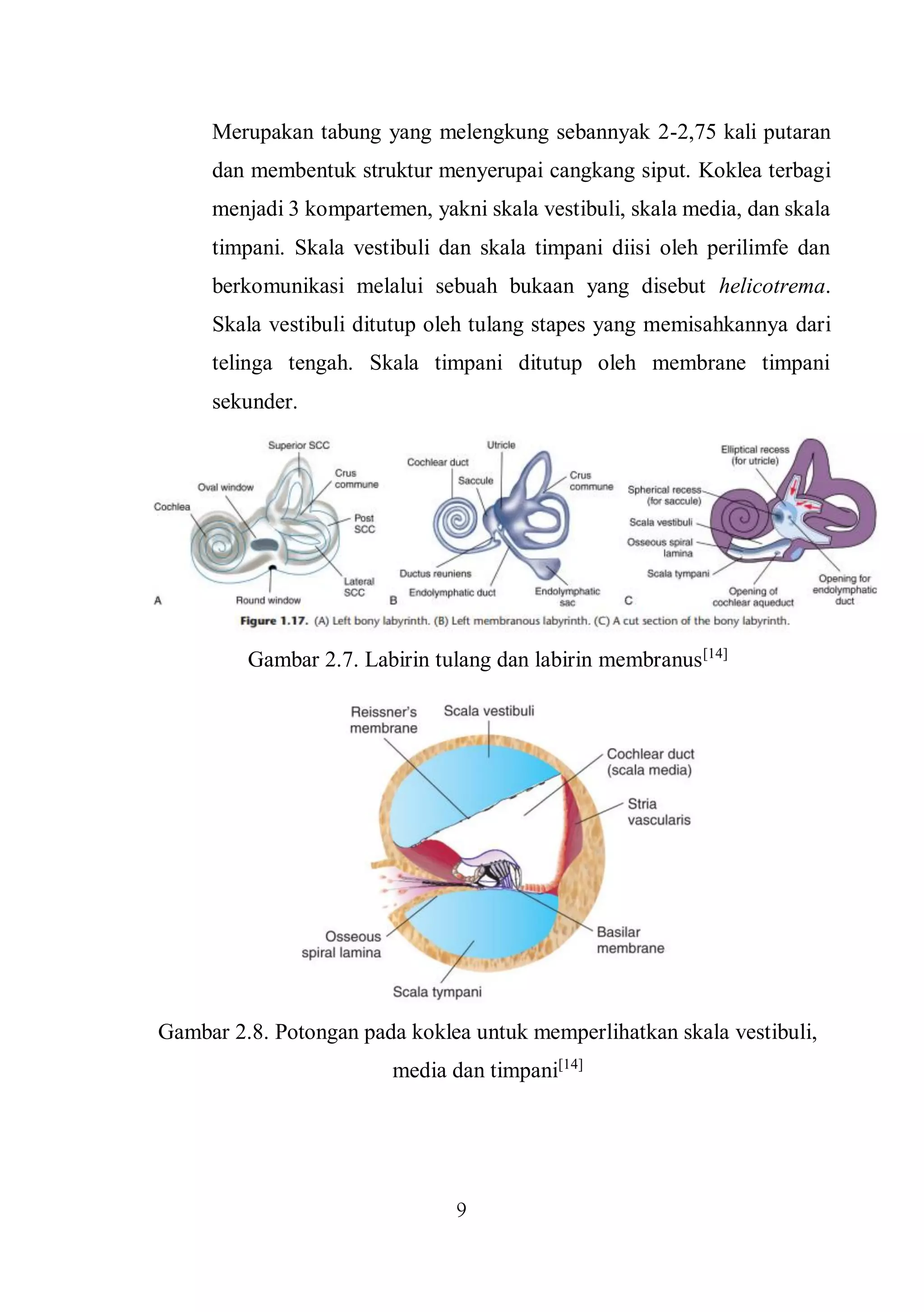 Referat Anatomi Telinga, Fisiologi Pendengaran dan Pemeriksaan Fisik THT-KL Pada Telinga | PDF