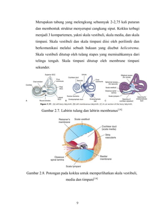 Referat Anatomi Telinga, Fisiologi Pendengaran dan Pemeriksaan Fisik ...