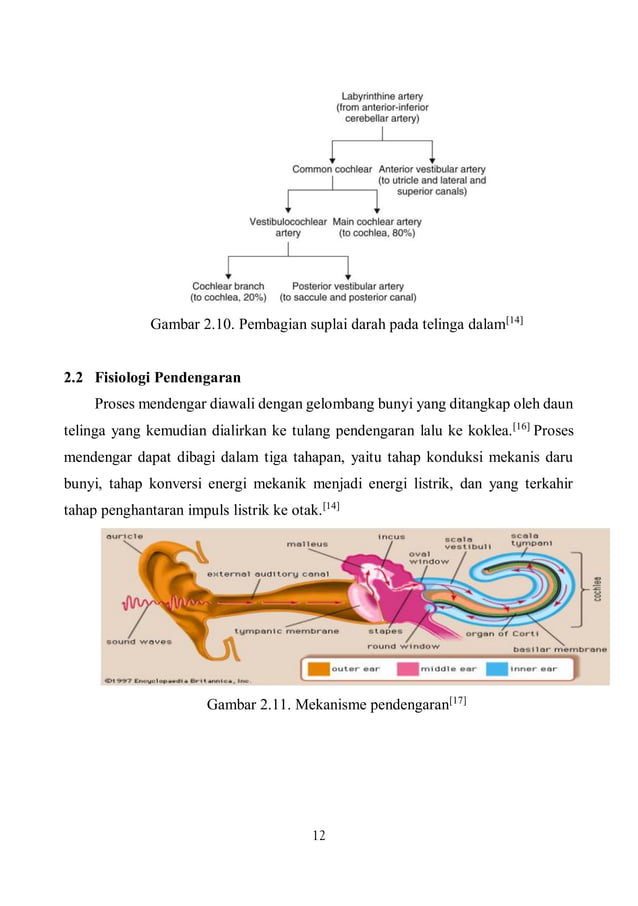 Referat Anatomi Telinga, Fisiologi Pendengaran dan Pemeriksaan Fisik ...