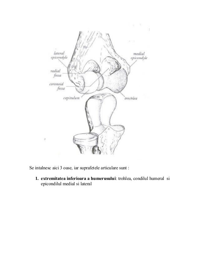 Referat articulatia cotului