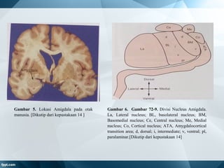Referat sistem limbik | PPT