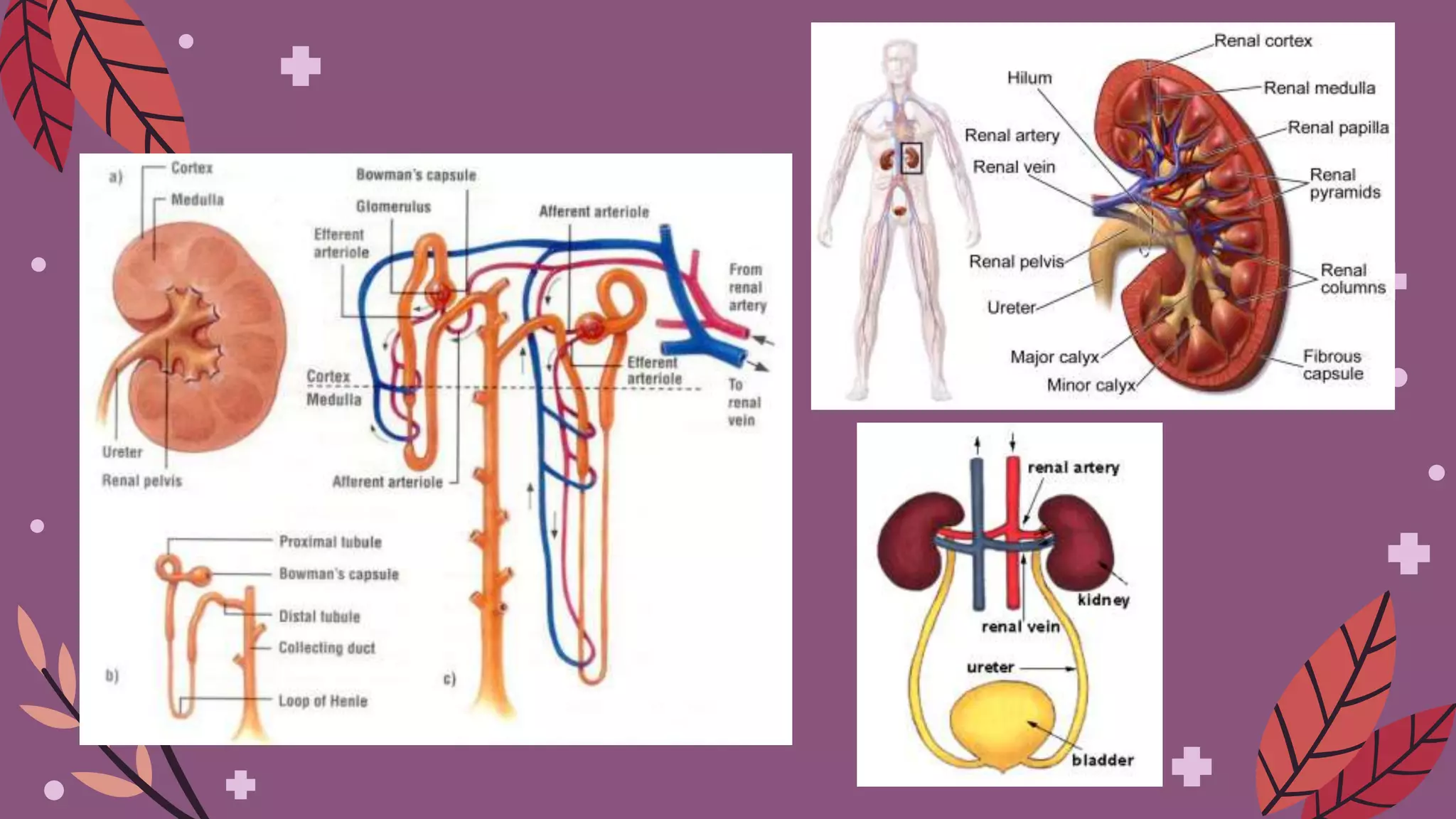 Referat Trauma Ginjal.pptx