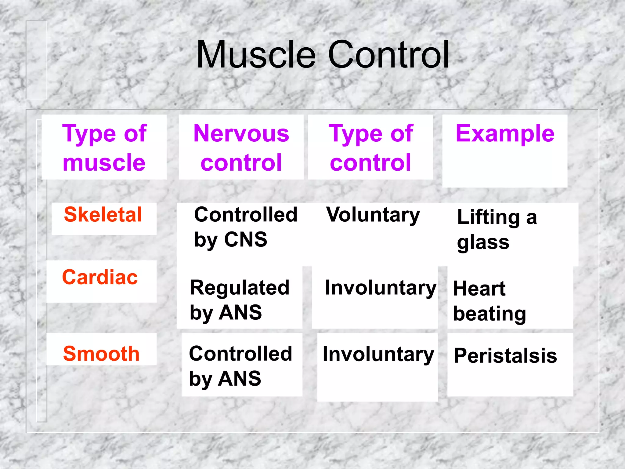 REFERENCE 11-MUSCULAR SYSTEM.pptx