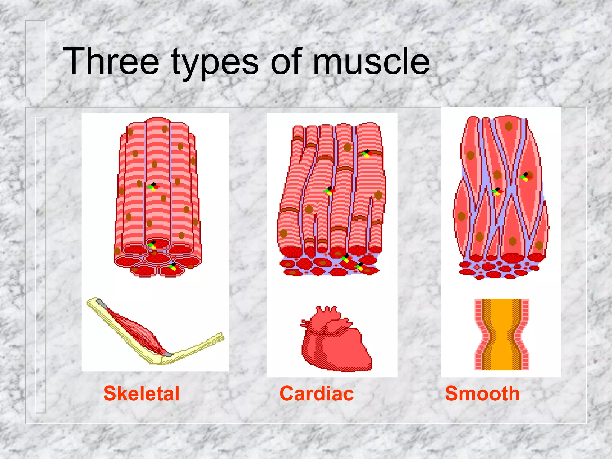 REFERENCE 11-MUSCULAR SYSTEM.pptx