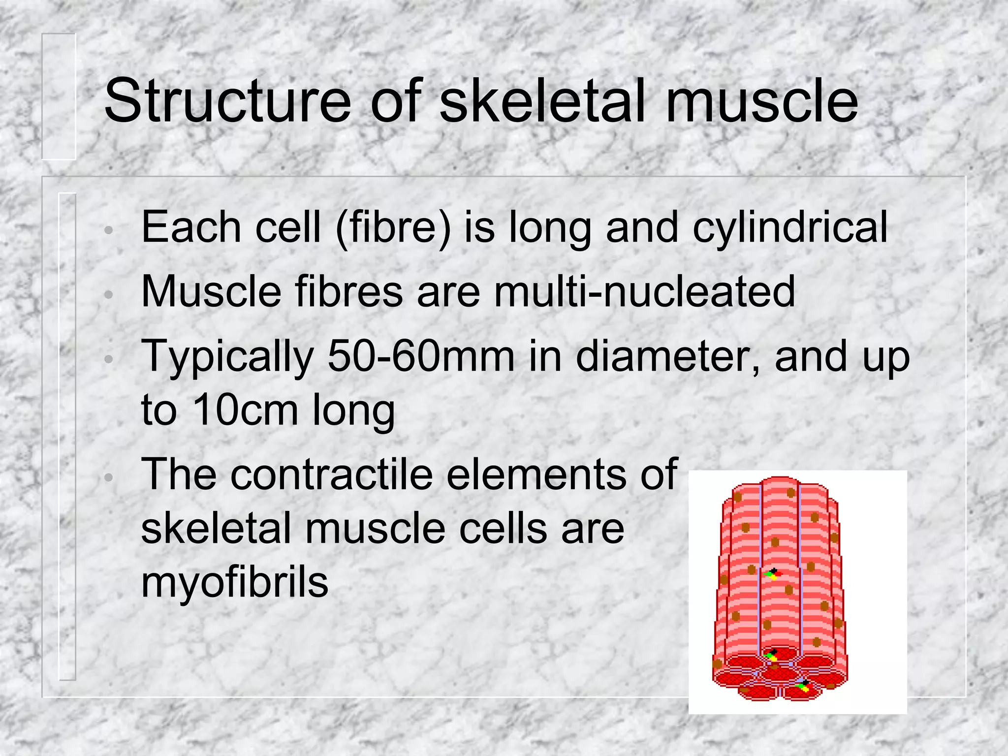 REFERENCE 11-MUSCULAR SYSTEM.pptx | Biological Sciences | Science