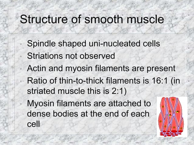 REFERENCE 11-MUSCULAR SYSTEM.pptx