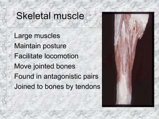 REFERENCE 11-MUSCULAR SYSTEM.pptx