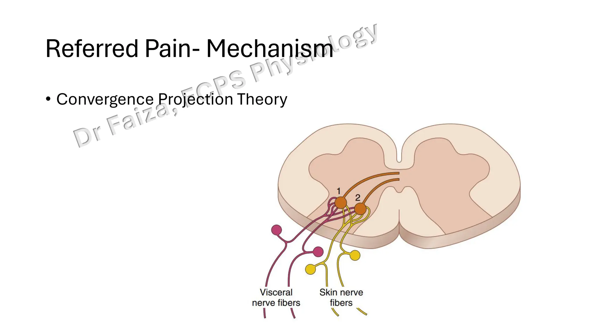 Physiology of Referred and Visceral Pain | PDF