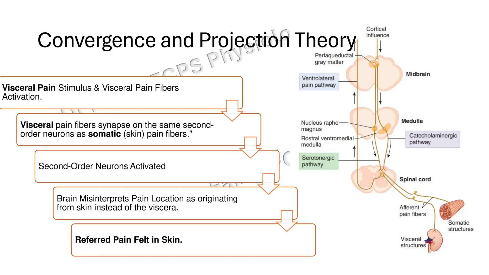 Physiology of Referred and Visceral Pain | PDF