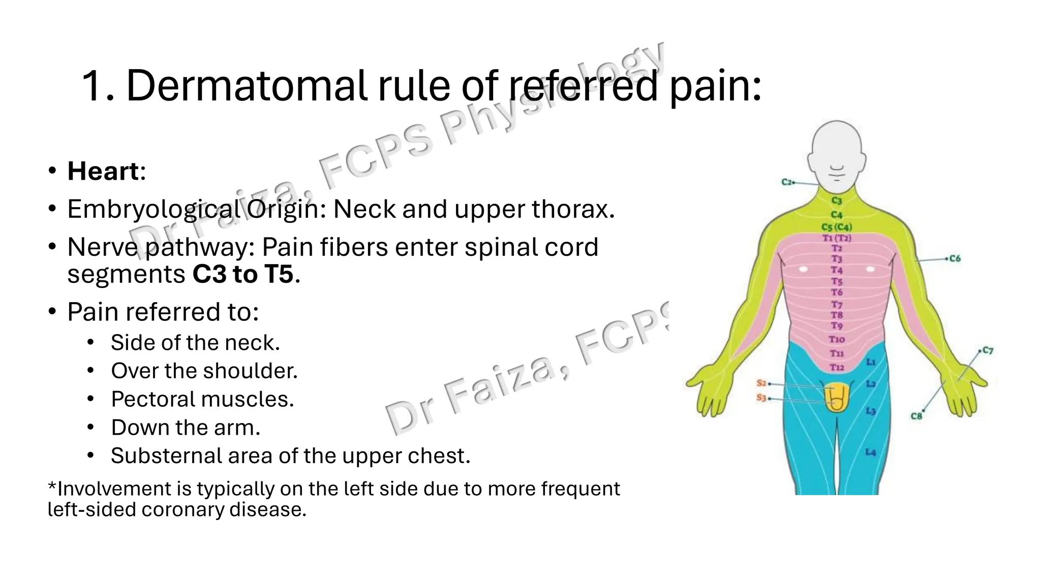 Physiology of Referred and Visceral Pain | PDF