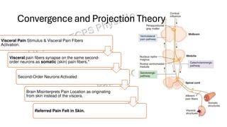 Physiology of Referred and Visceral Pain | PDF