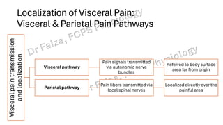 Physiology of Referred and Visceral Pain | PDF