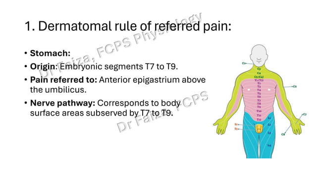Physiology of Referred and Visceral Pain | PDF