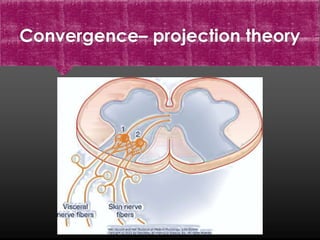 Referred Pain (Physiology Seminar) | PPTX