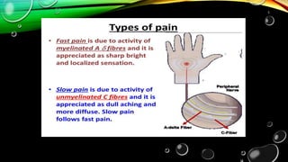 Referred pain dr ahmed | PPTX