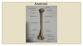 Refka Fraktur Humerus.pptx