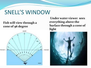 Reflection and refraction | PPTX