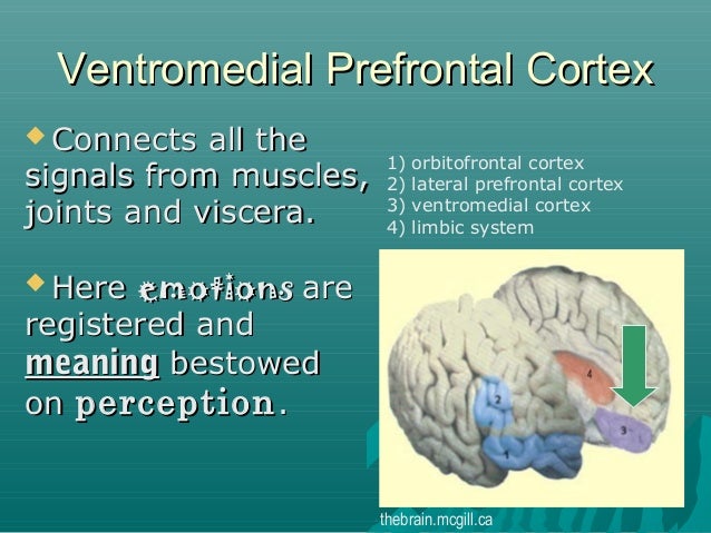 Ventromedial Cortex