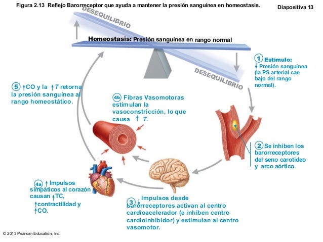 Reflejo barorreceptor: mantención de la presión sanguínea en homeosta…