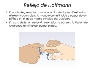 Reflejo cubitopronador | PPT