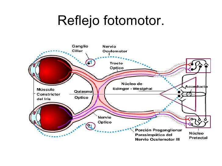 Reflejo Fotomotor
