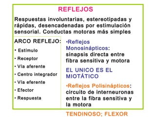 Reflejo Miotatico | PPT