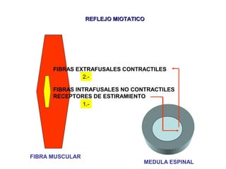 Reflejo Miotatico | PPT
