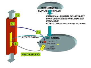 Reflejo Miotatico | PPT