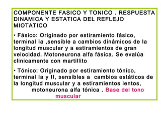Reflejo Miotatico | PPT