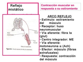 Reflejo Miotático: Elementos, Fisiología Y Funciones – VSZPG