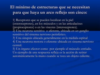 Fisiología de los Reflejos | PPT