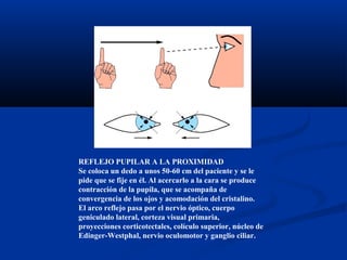 Fisiología de los Reflejos | PPT