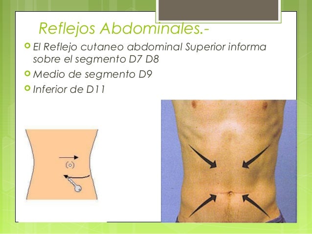 Reflejos superficiales: cutáneos y mucosos. - Ciencia Explicada