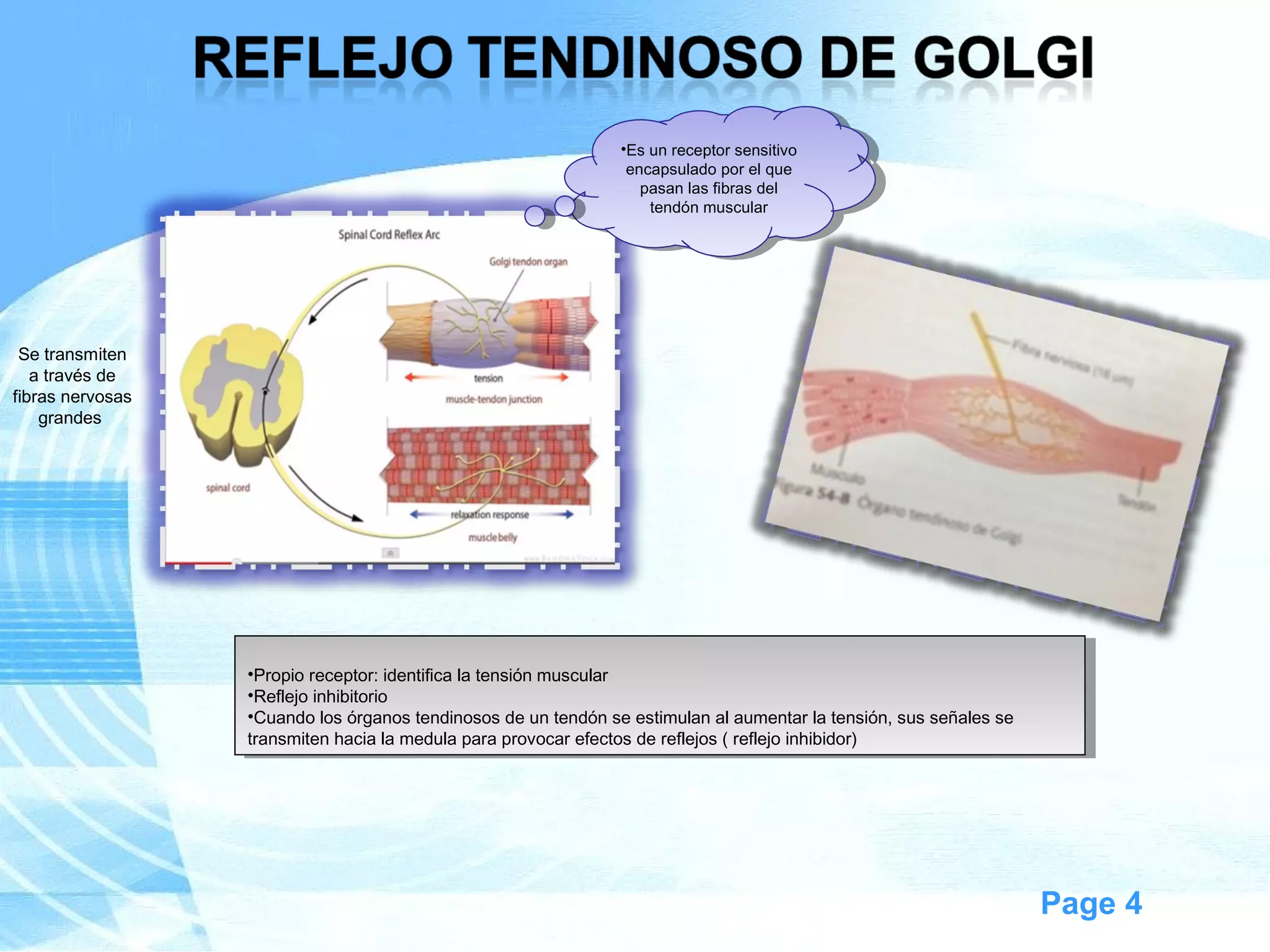 Reflejos | PPT