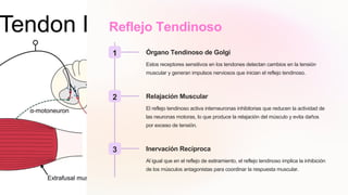 Fisiologia de los Reflejos-y-arcos-reflejos.pptx