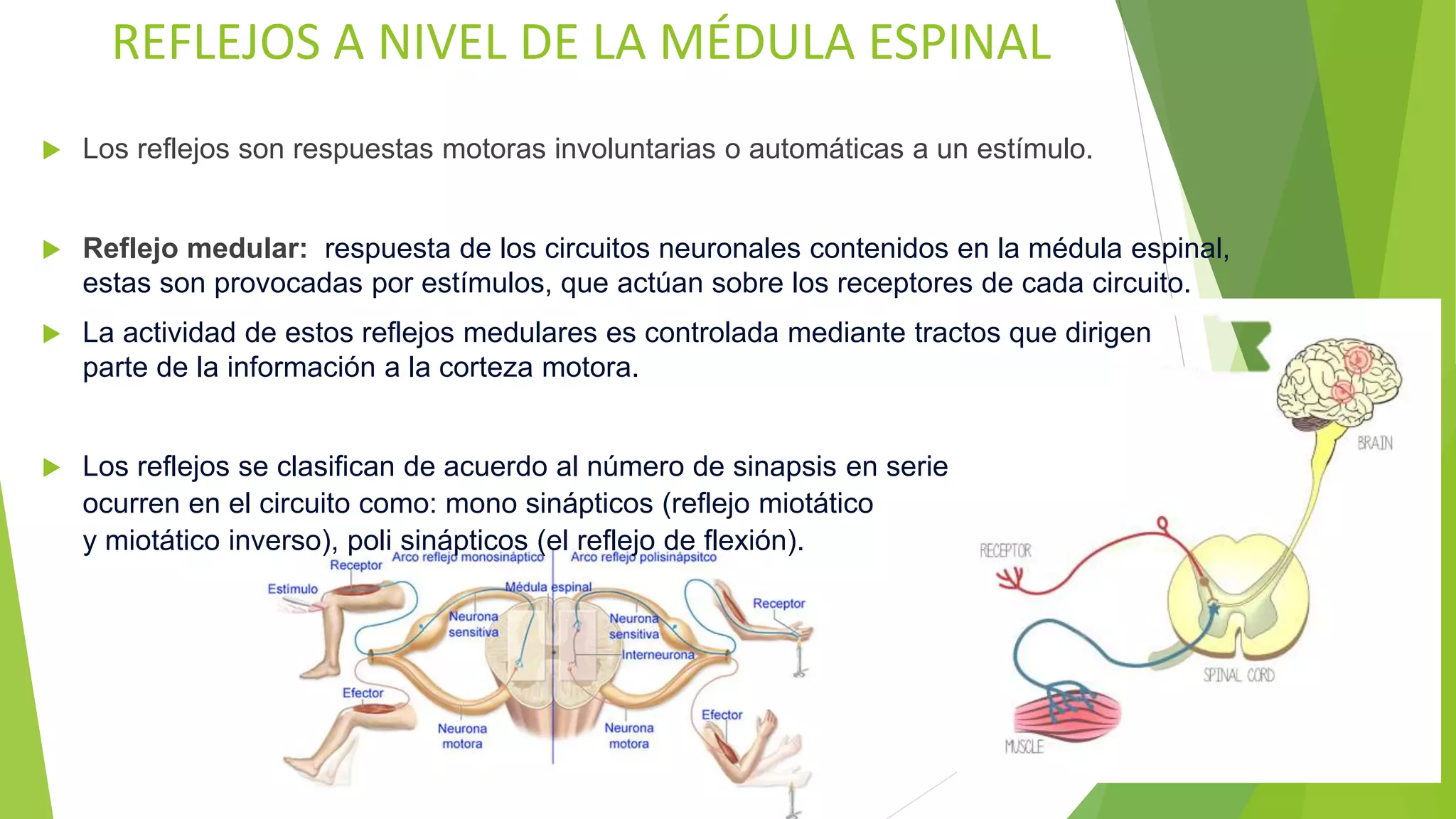 REFLEJOS A NIVEL DE LA MÉDULA ESPINAL.pptx