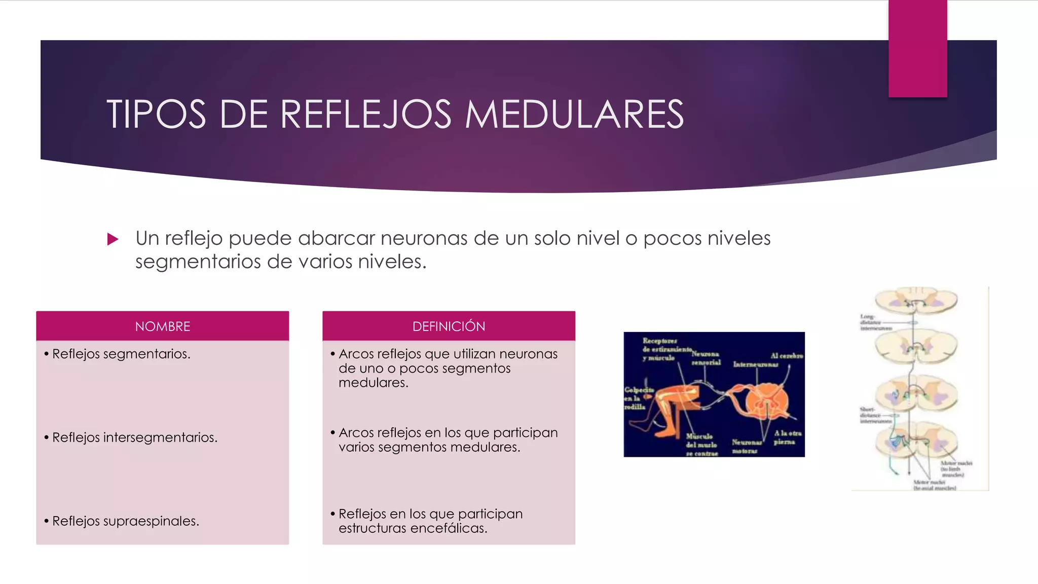 Reflejos medulares | PPTX