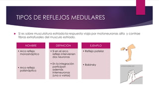 Reflejos medulares | PPTX