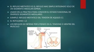 Reflejos medulares | PPTX