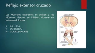 Reflejos medulares | PPTX