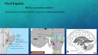 reflejos neuropediatria en fisioterapia.pptx